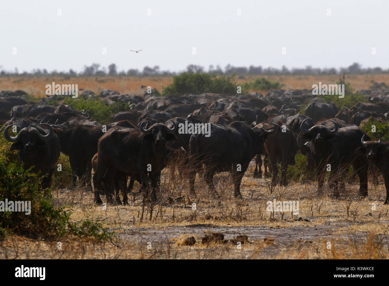 African buffalo known cape hi-res stock photography and images - Alamy