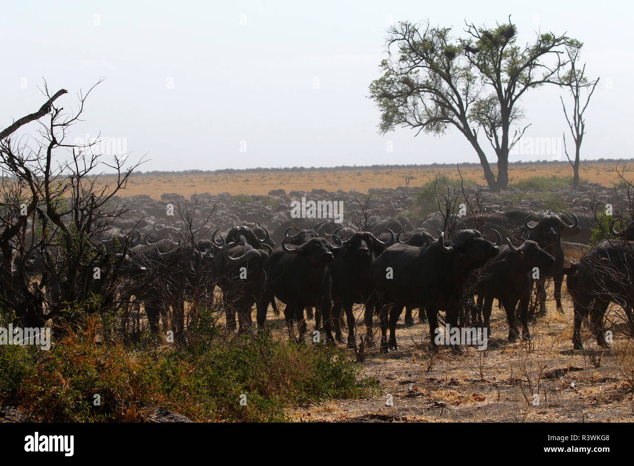 African buffalo known cape hi-res stock photography and images - Alamy