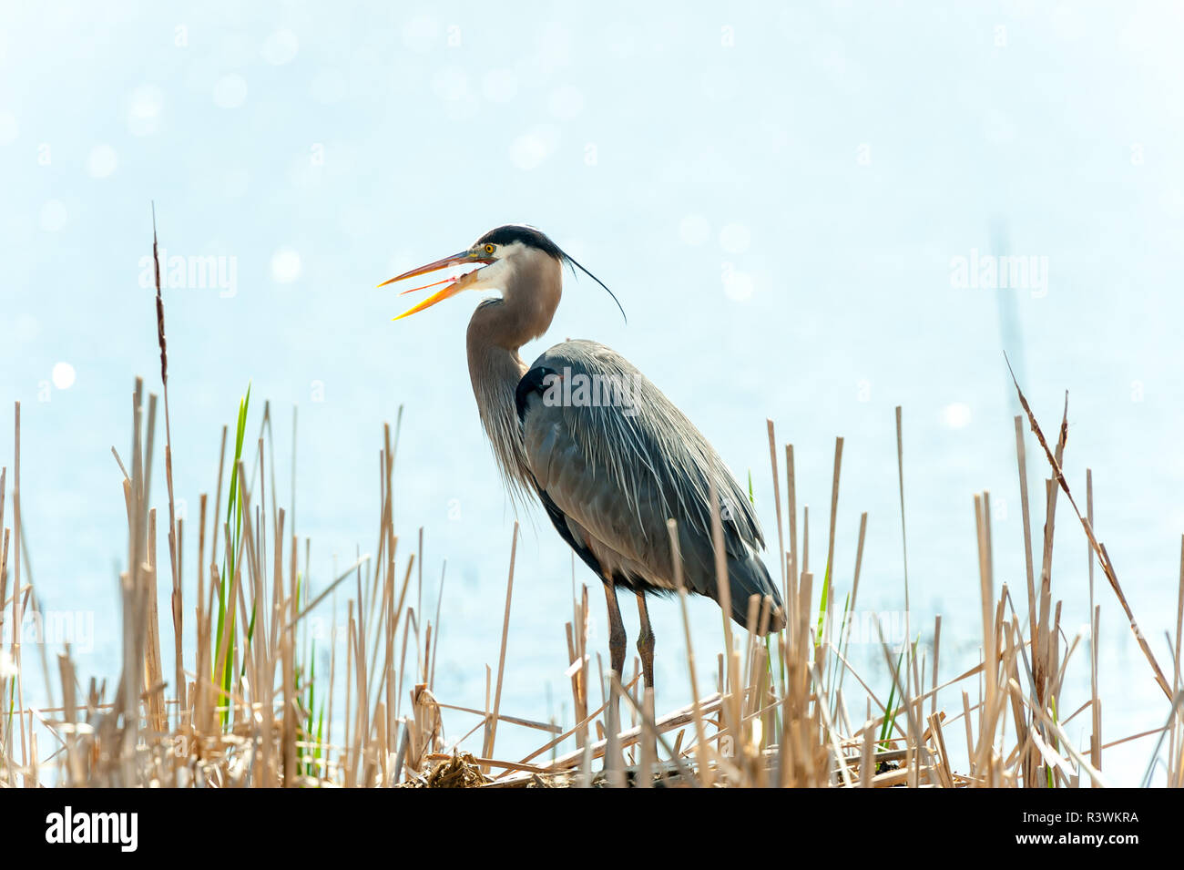 Great Blue Heron standing in the reeds in the swamp at Great Meadows ...