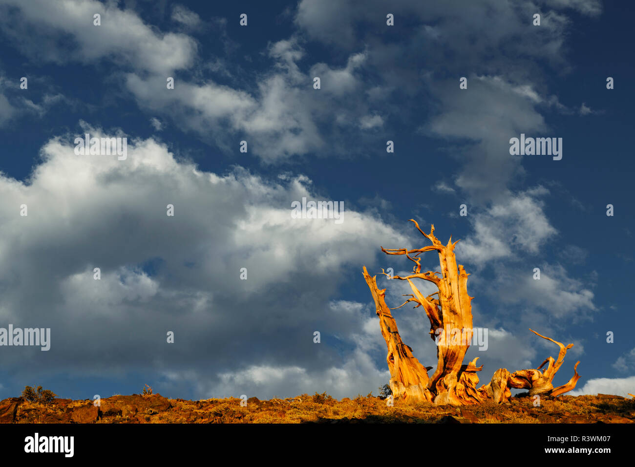 Great basin bristlecone pine tree hi-res stock photography and images ...