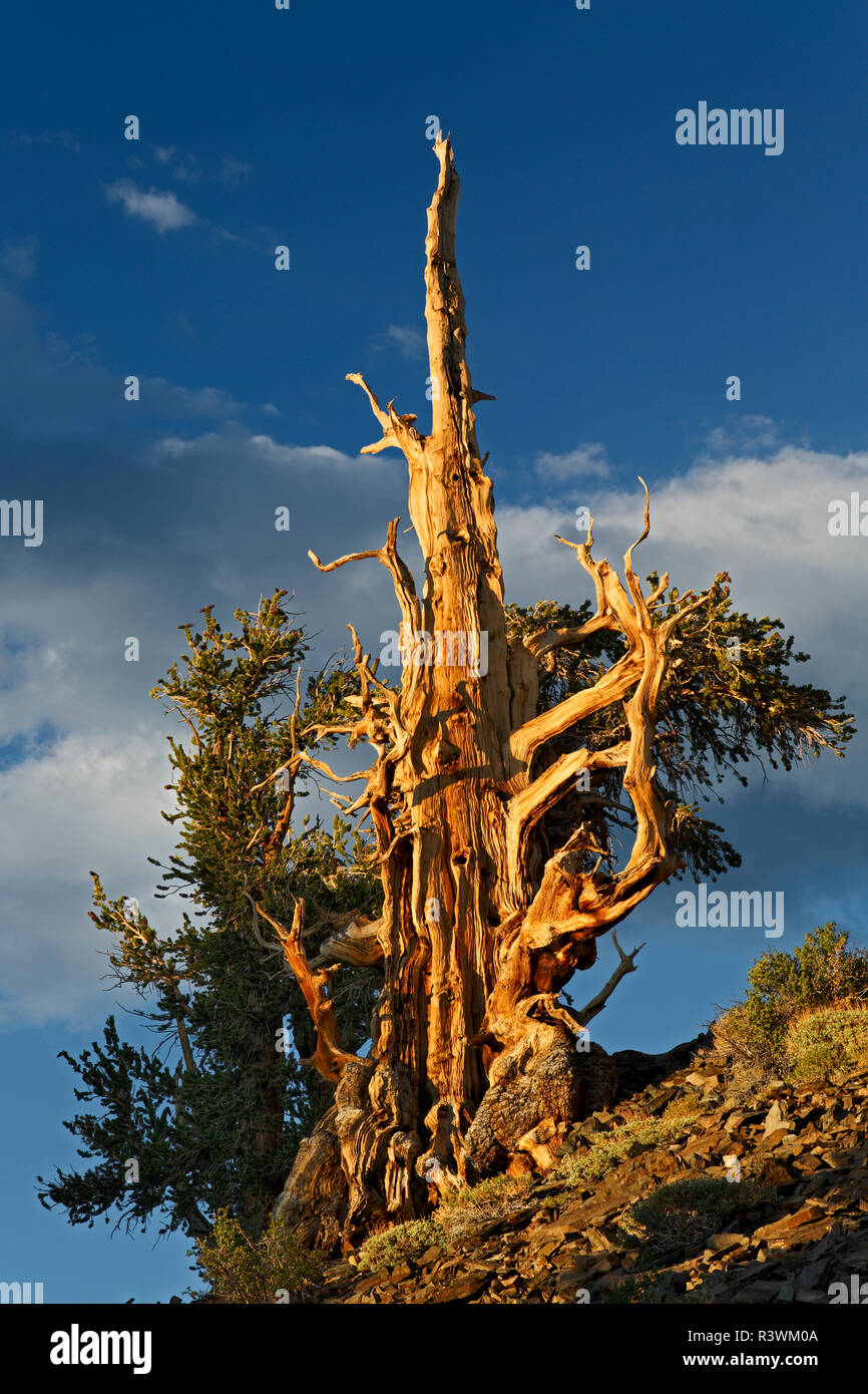 Ancient bristlecone pine tree at sunset, White Mountains, Inyo County ...