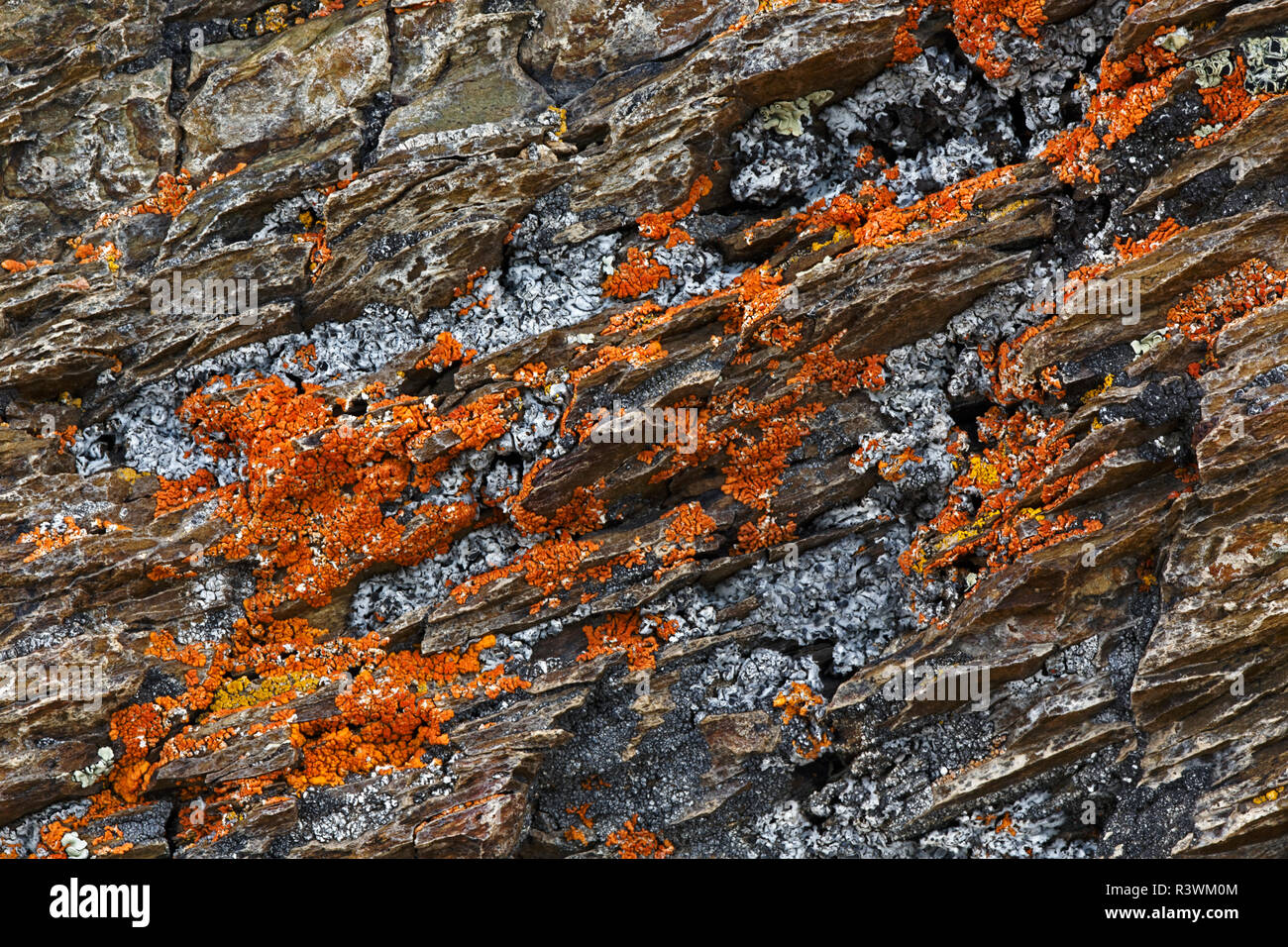 Lichen pattern on rocks, White Mountains, California. Great Basin ...