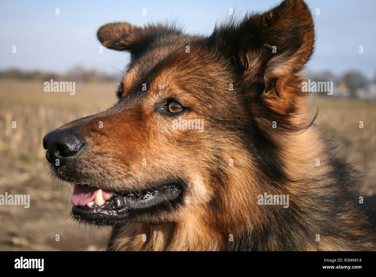 Crossbred hi-res stock photography and images - Alamy