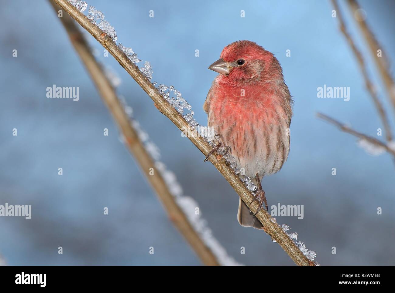 house finch portrait Stock Photo - Alamy