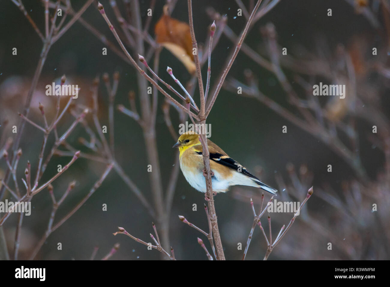 American goldfinch in snow hi-res stock photography and images - Alamy