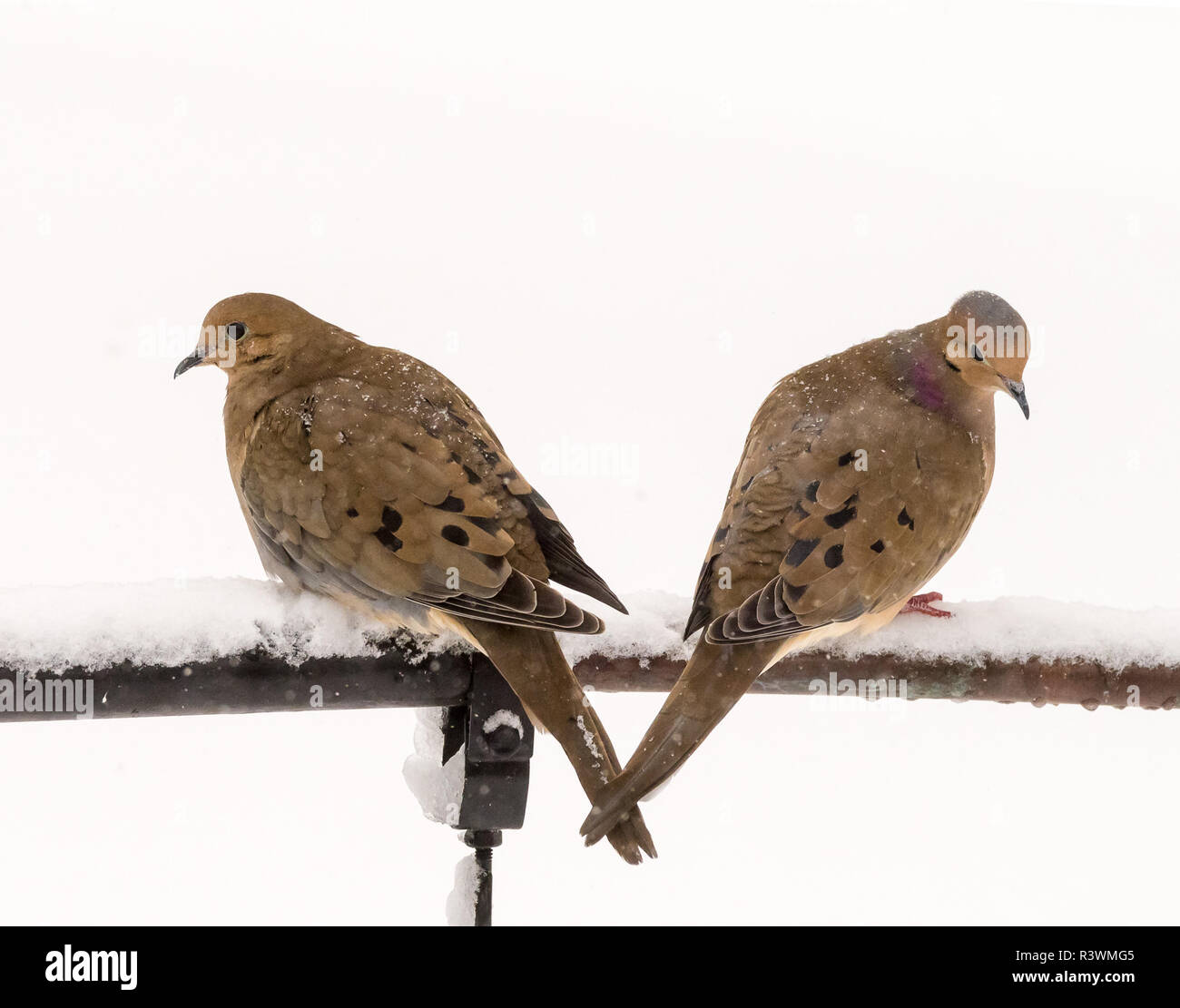 Dove tails Cut Out Stock Images & Pictures - Alamy