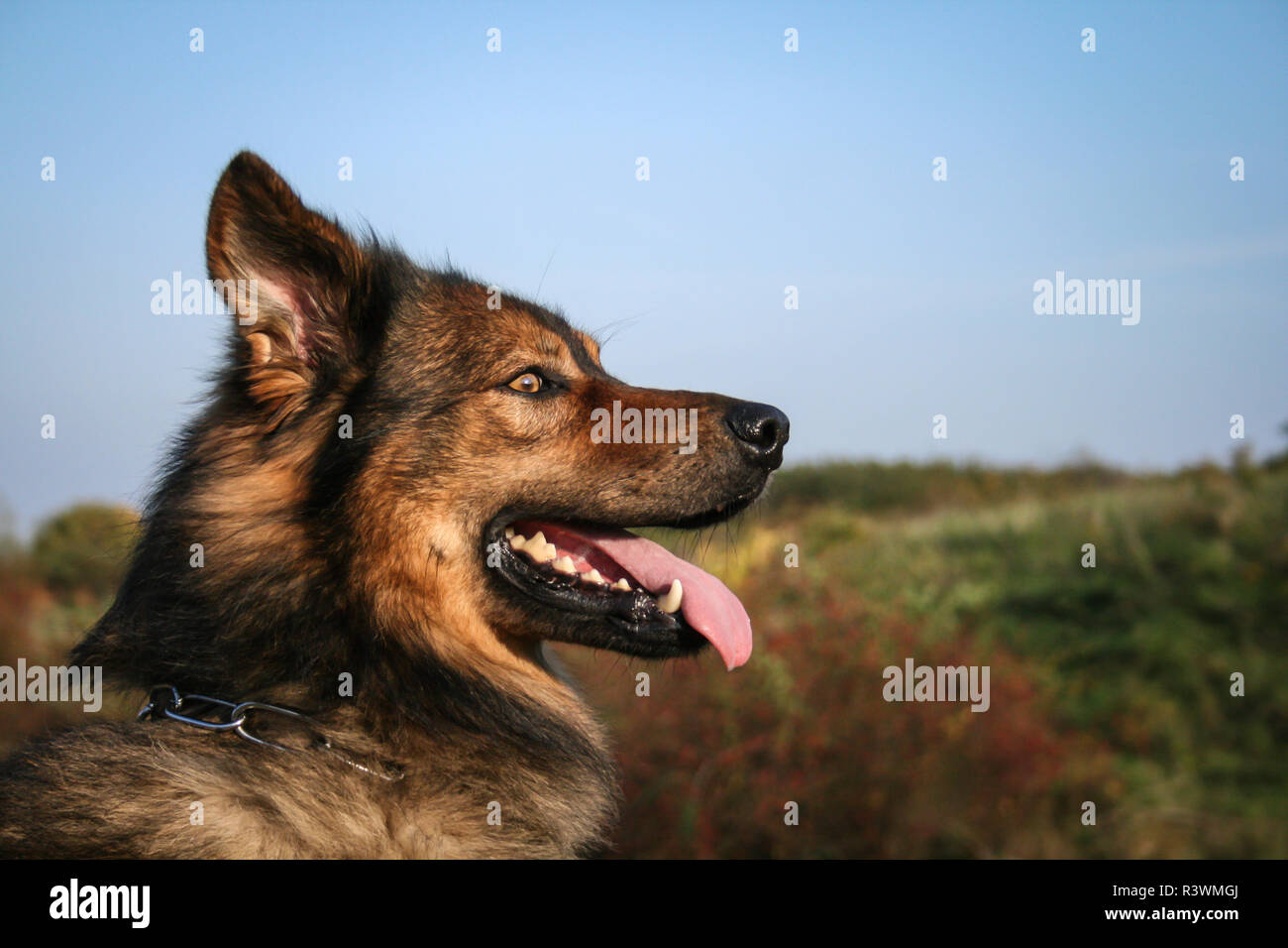 Mixed dog feeling the wind in his face, outside in the nature Stock ...