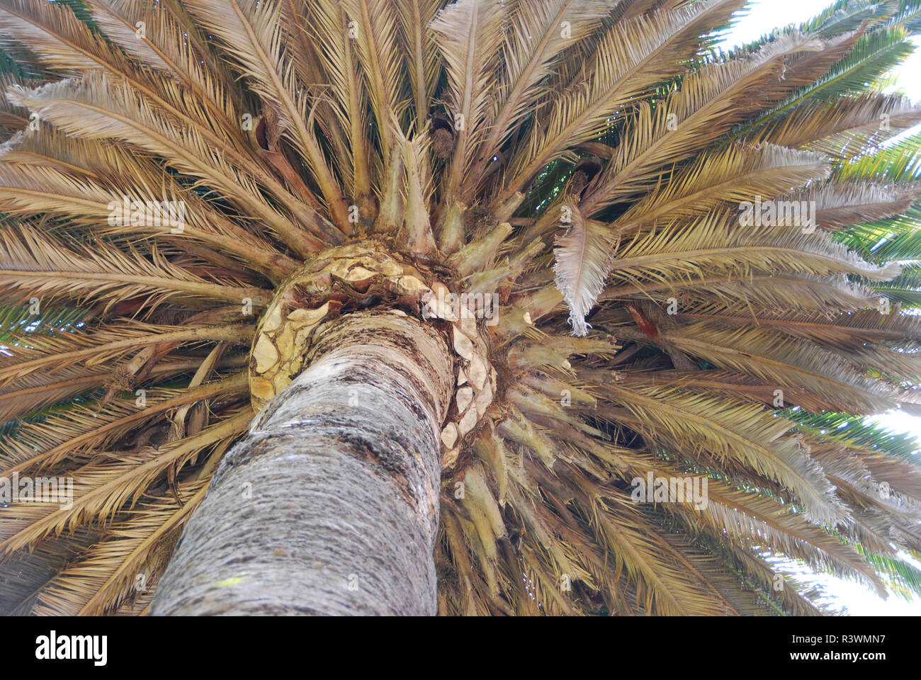 Palm Tree, Sausalito, Marin County, California Stock Photo - Alamy