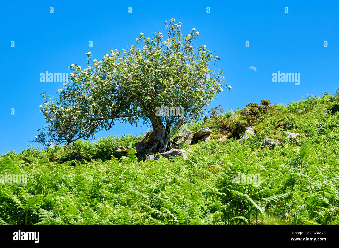 Prevailing hi-res stock photography and images - Alamy