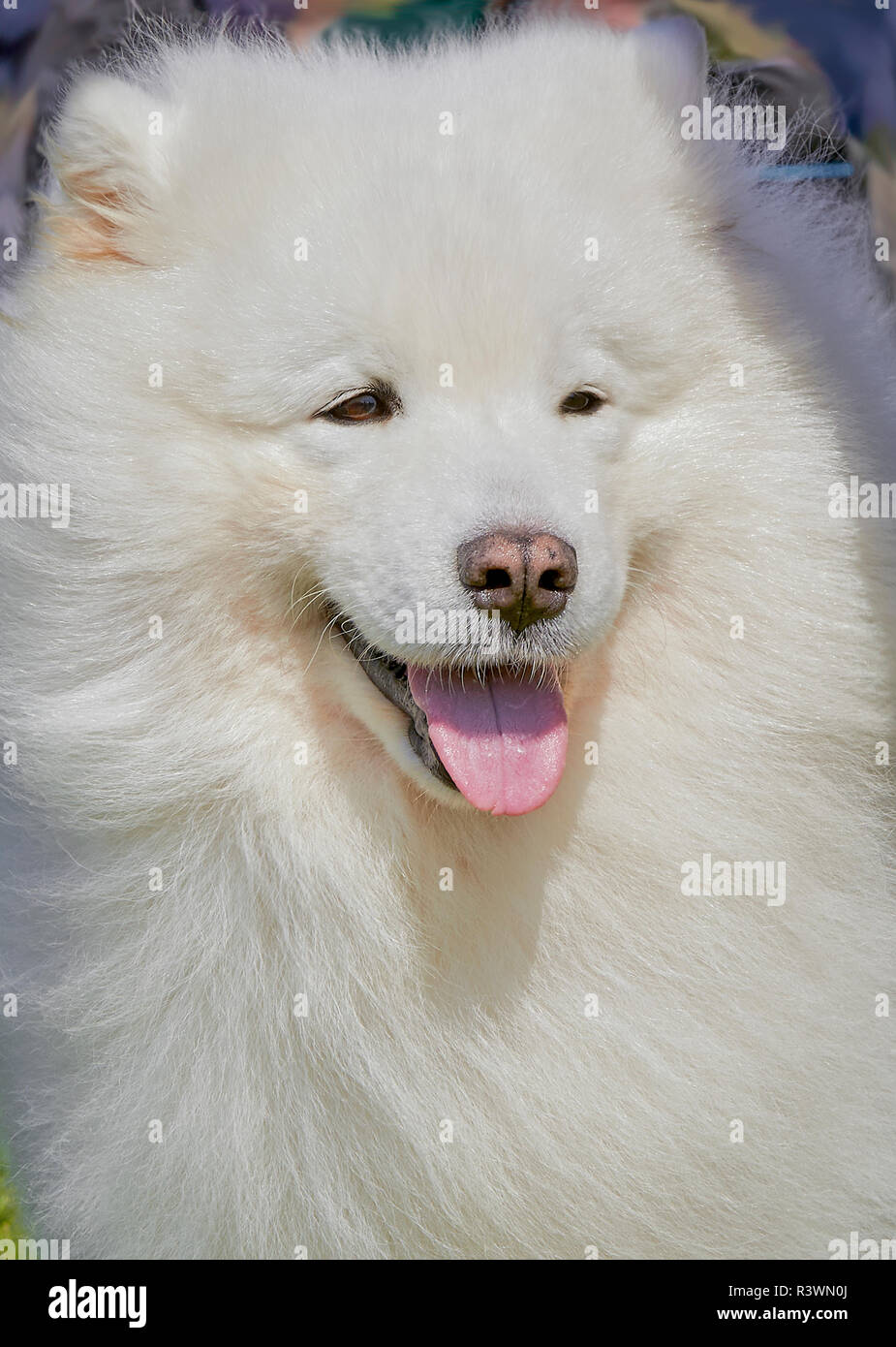 Portrait of an Samoyed dog with its mouth slightly open and tongue out ...