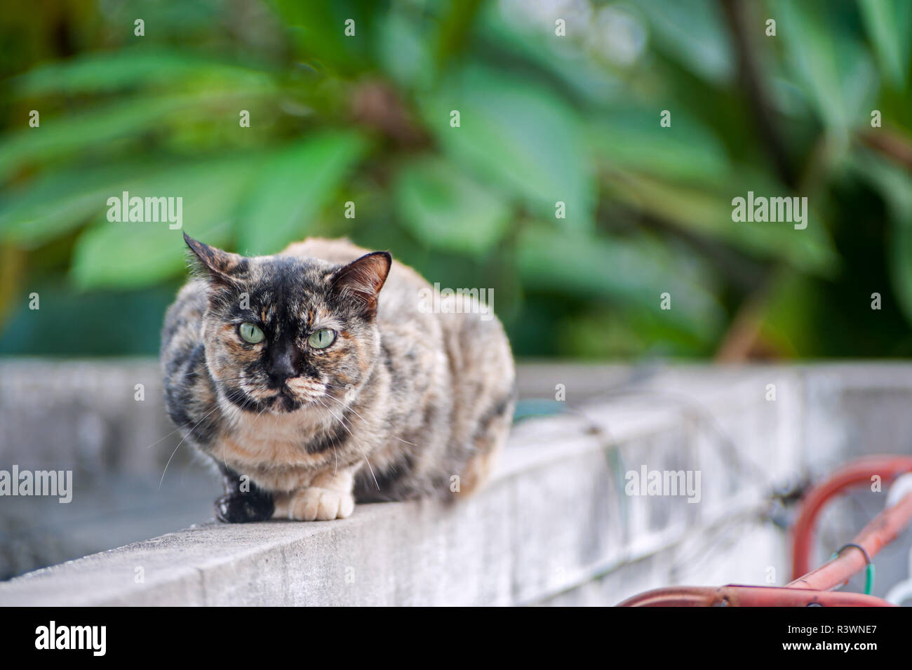 Looking down at the old beautiful town of nice hi-res stock photography ...