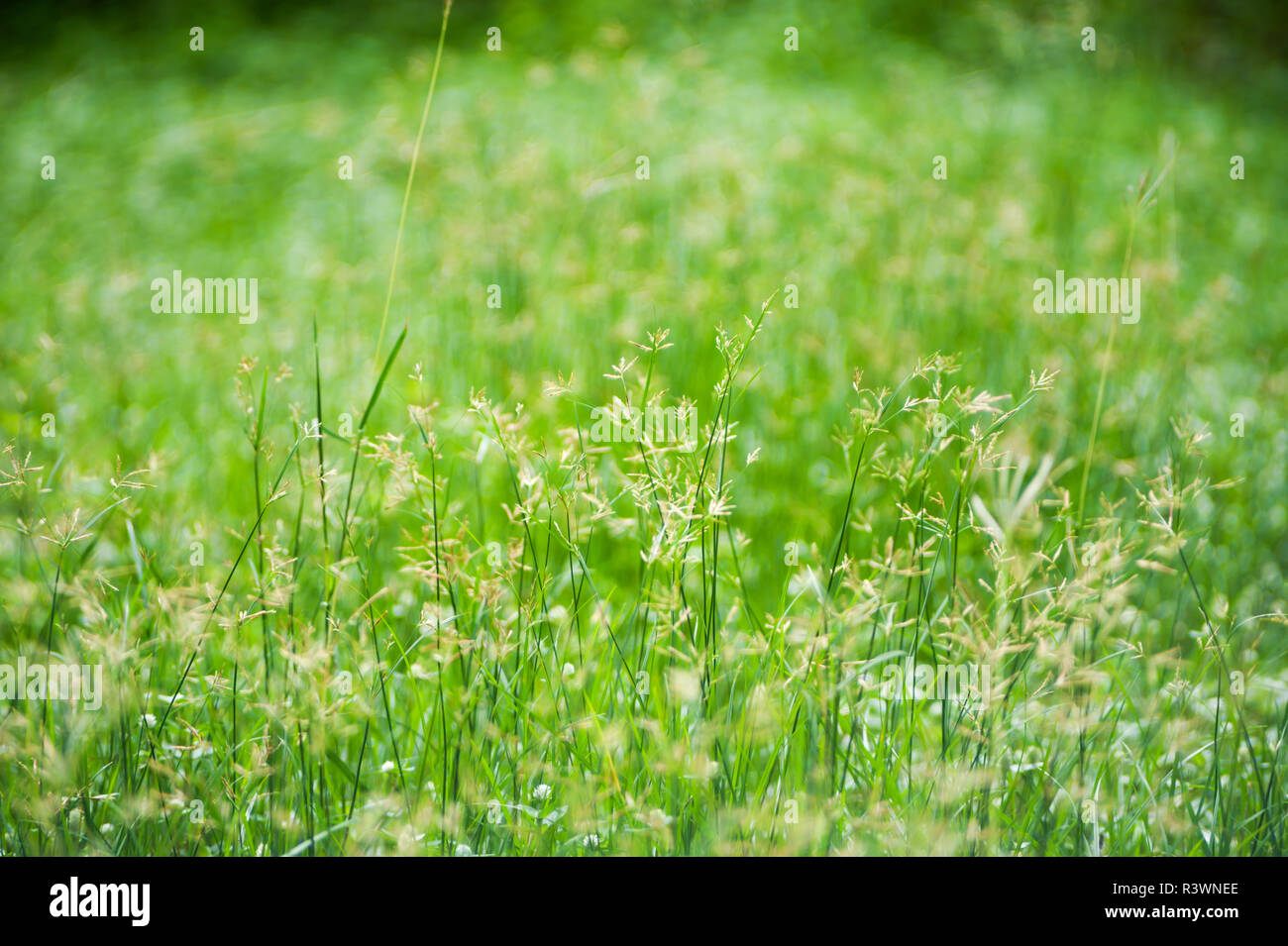 Green grass with sun light Stock Photo - Alamy