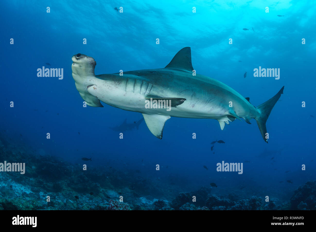 Galapagos Sharks High Resolution Stock Photography and Images - Alamy