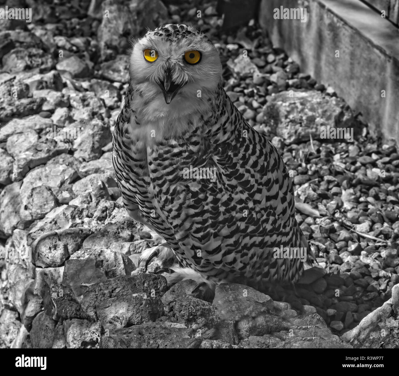A Snowy Owl in black and white showing her scary and intimidating ...