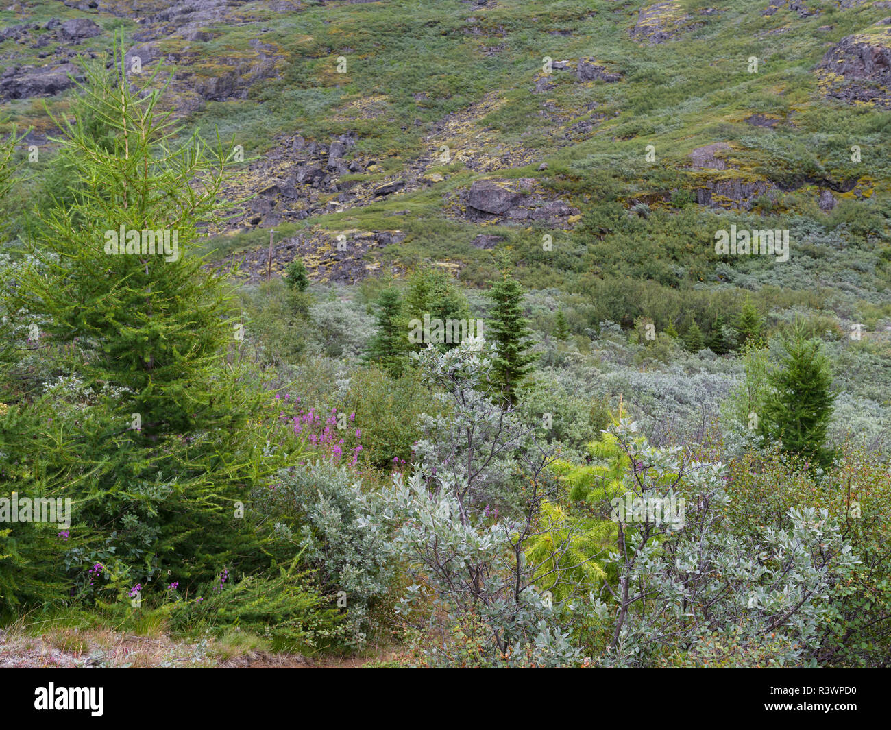 Planted forest hi-res stock photography and images - Alamy