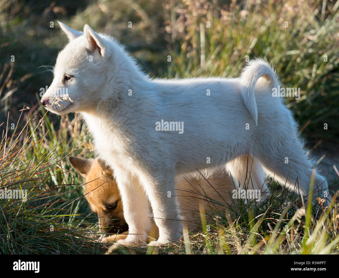 Sled Dogs. Inuit village Oqaatsut (once called Rodebay) located in the ...