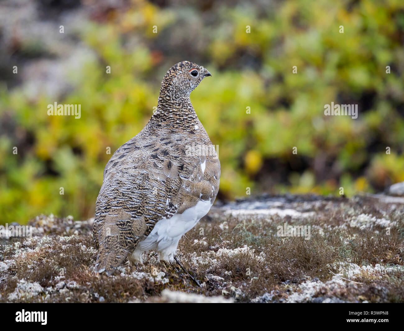 Rock Ptarmigan In The Tundra