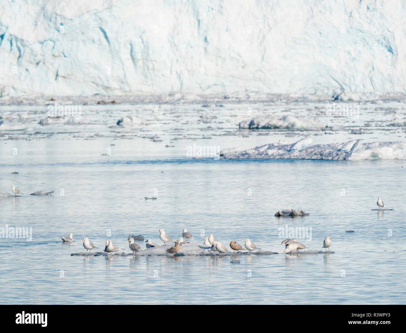 Glacier Eqip (Eqip Sermia) in western Greenland, Denmark Stock Photo ...