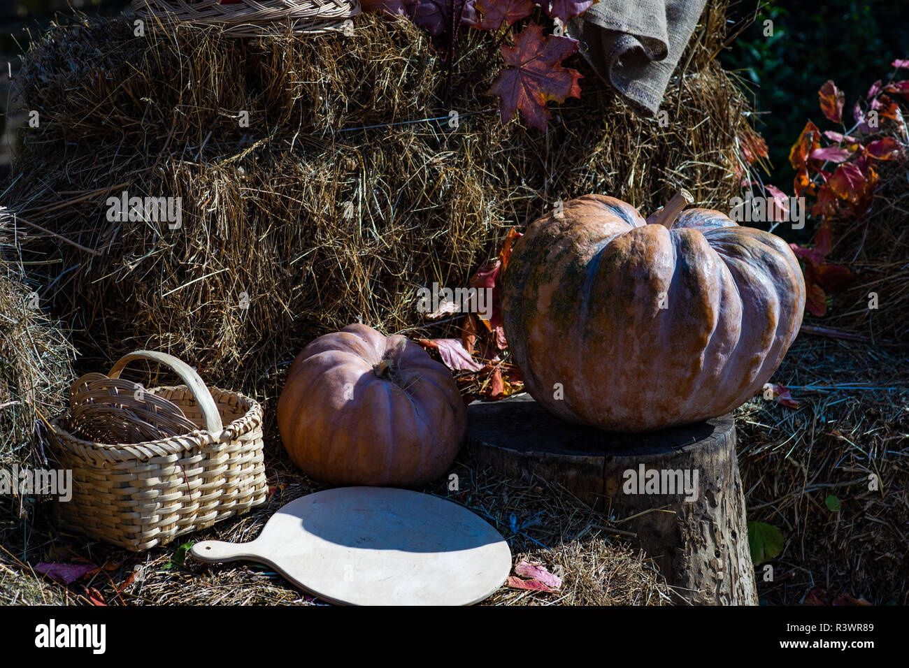 Outdoor autumnal harvest compostion for thanksgiving day celebration ...