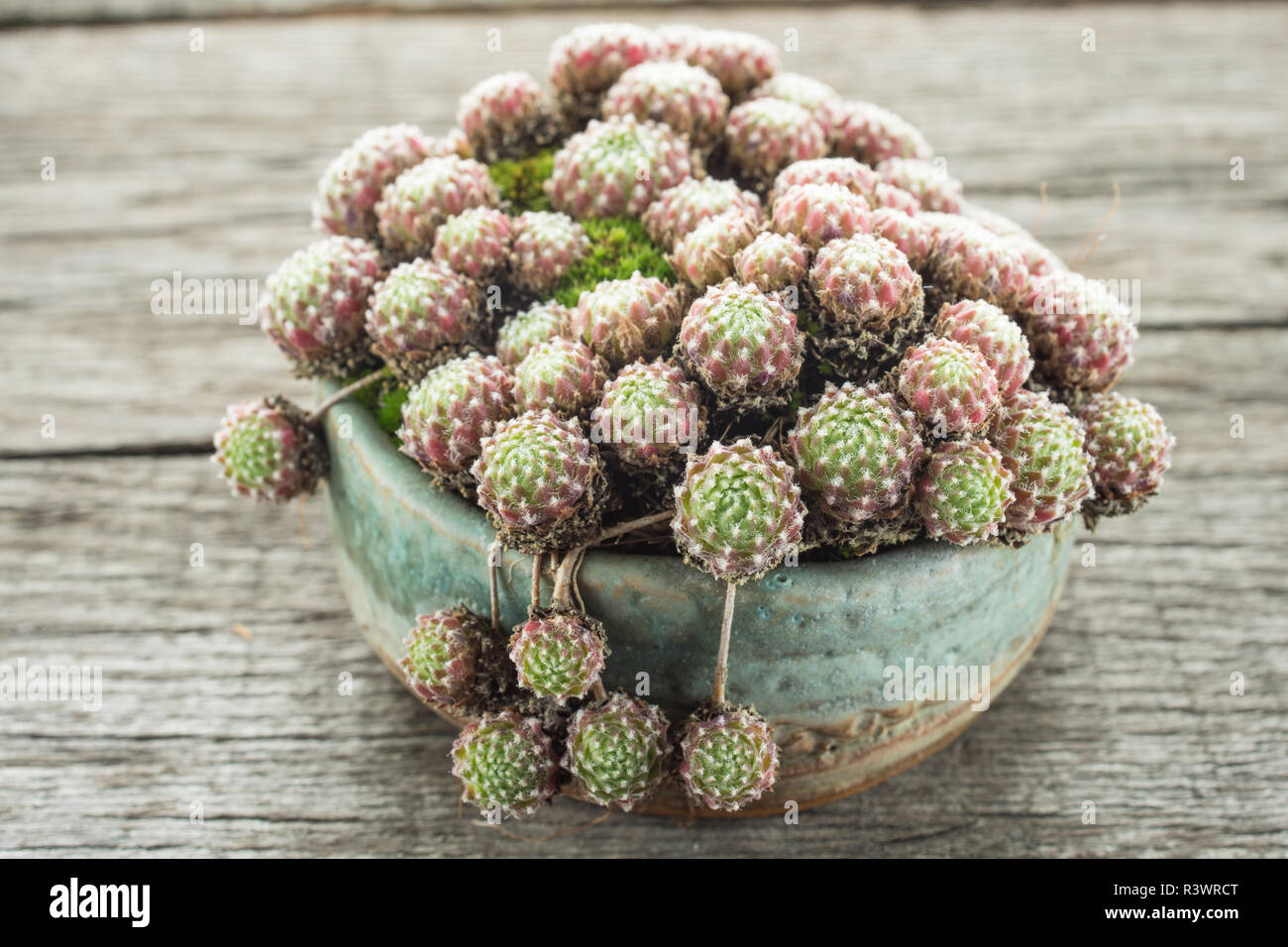 sempervivum with moss in a shell Stock Photo - Alamy