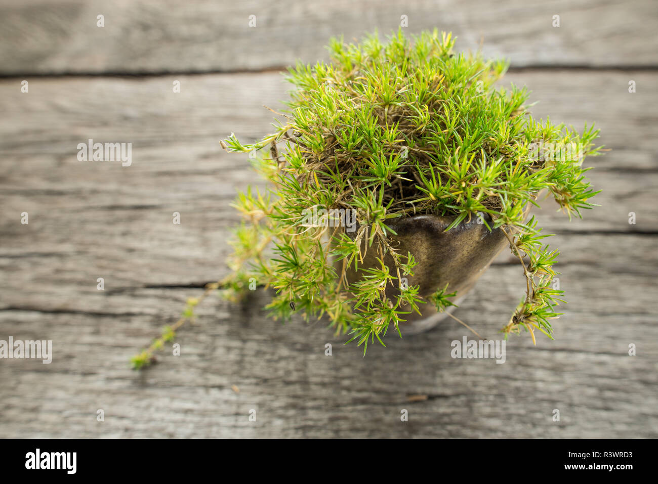 Sagina subulata hi-res stock photography and images - Alamy