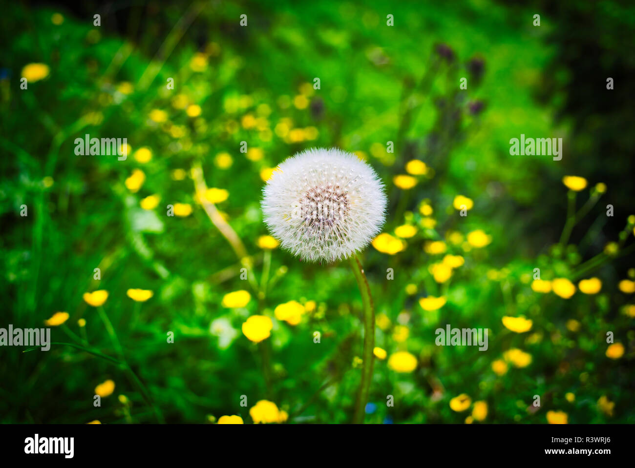 Dandelion on green summer hi-res stock photography and images - Alamy