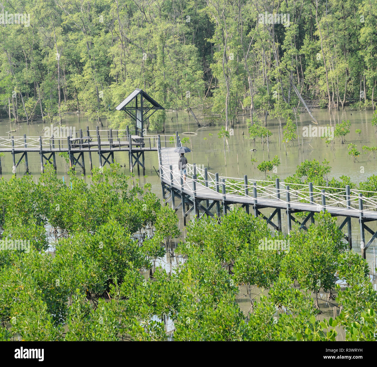 Wooden bridge in mangrove forest Stock Photo - Alamy