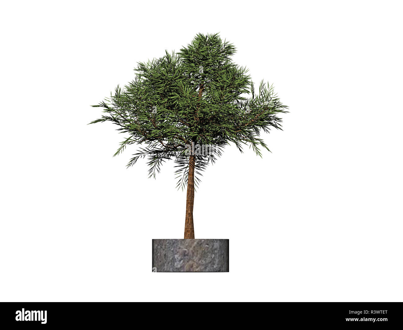 tree in planting bowl isolated Stock Photo - Alamy