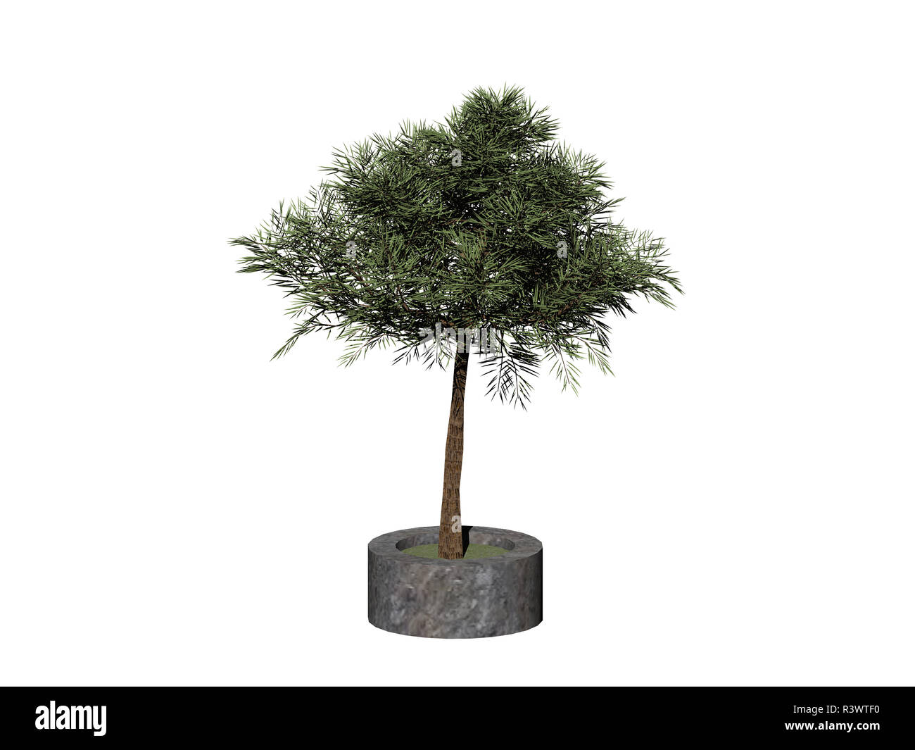 tree in planting bowl isolated Stock Photo - Alamy
