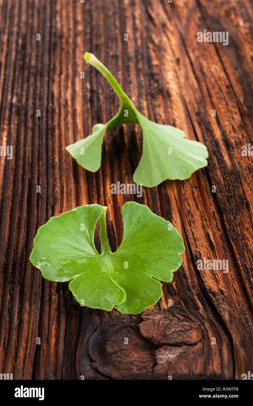 Ginko leaf drop hi-res stock photography and images - Alamy