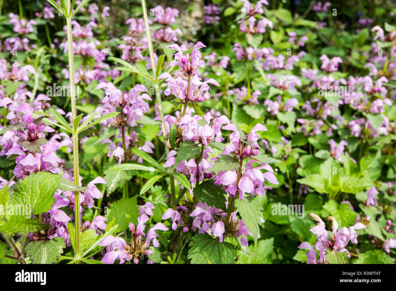 False nettle (lamium maculatum) with characteristic pink and white ...