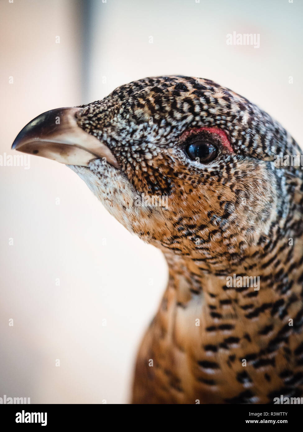 Partridge beautiful feathers hi-res stock photography and images - Alamy