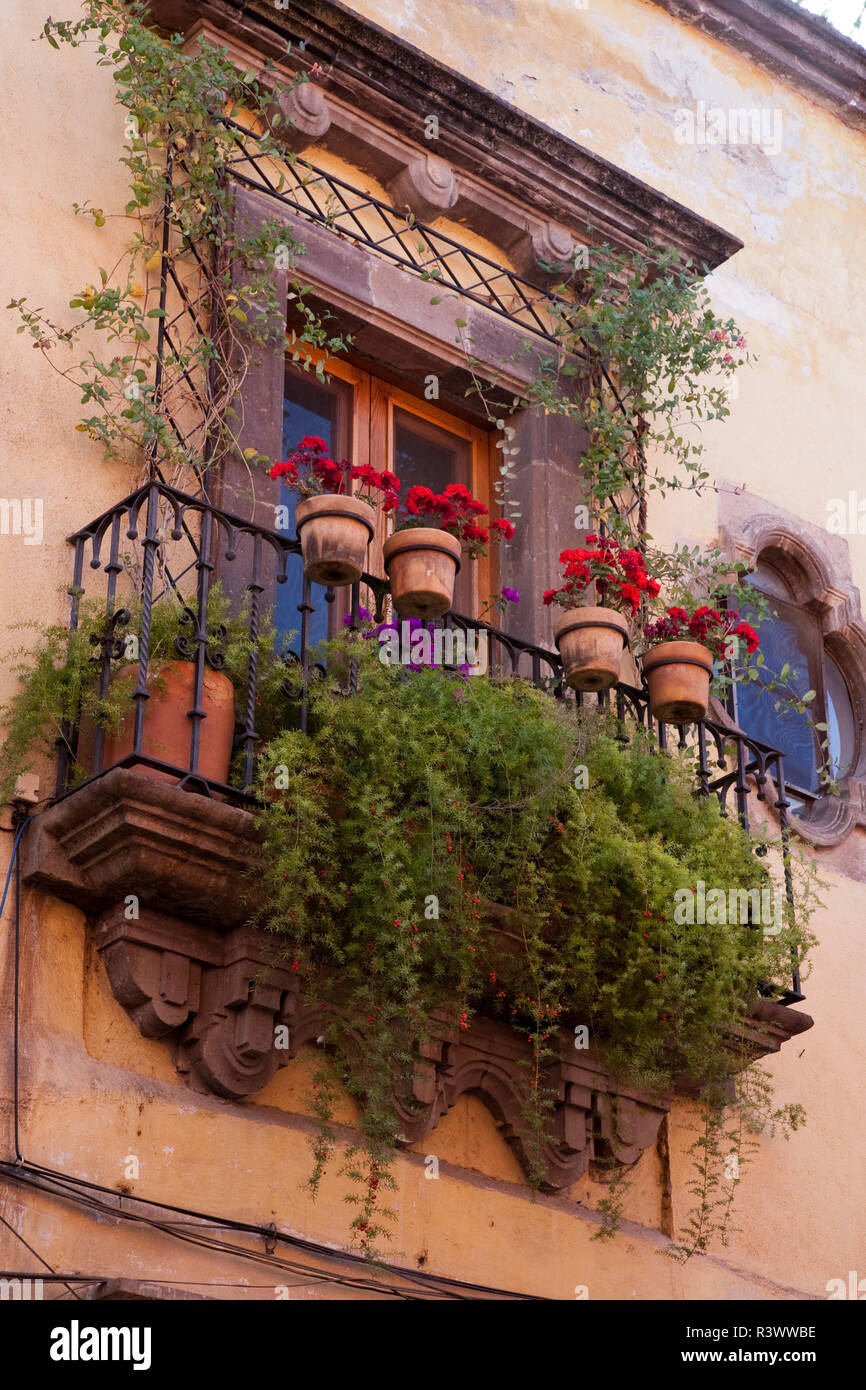 Flora de mexico hi-res stock photography and images - Alamy