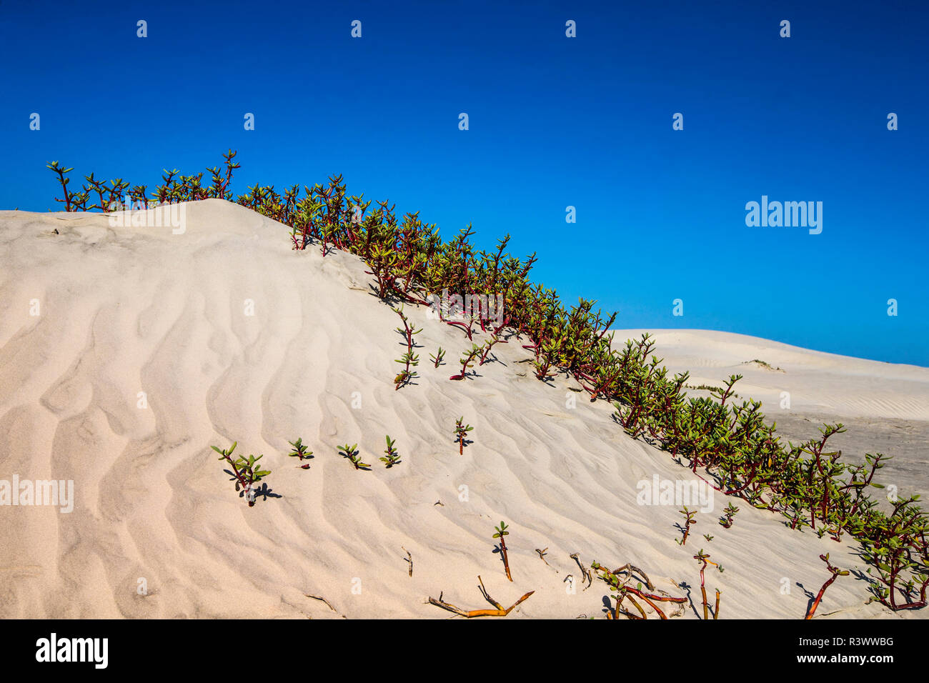 Mexico. Baja, Gulf of California, Magdalena Beach. Sand dunes Stock ...