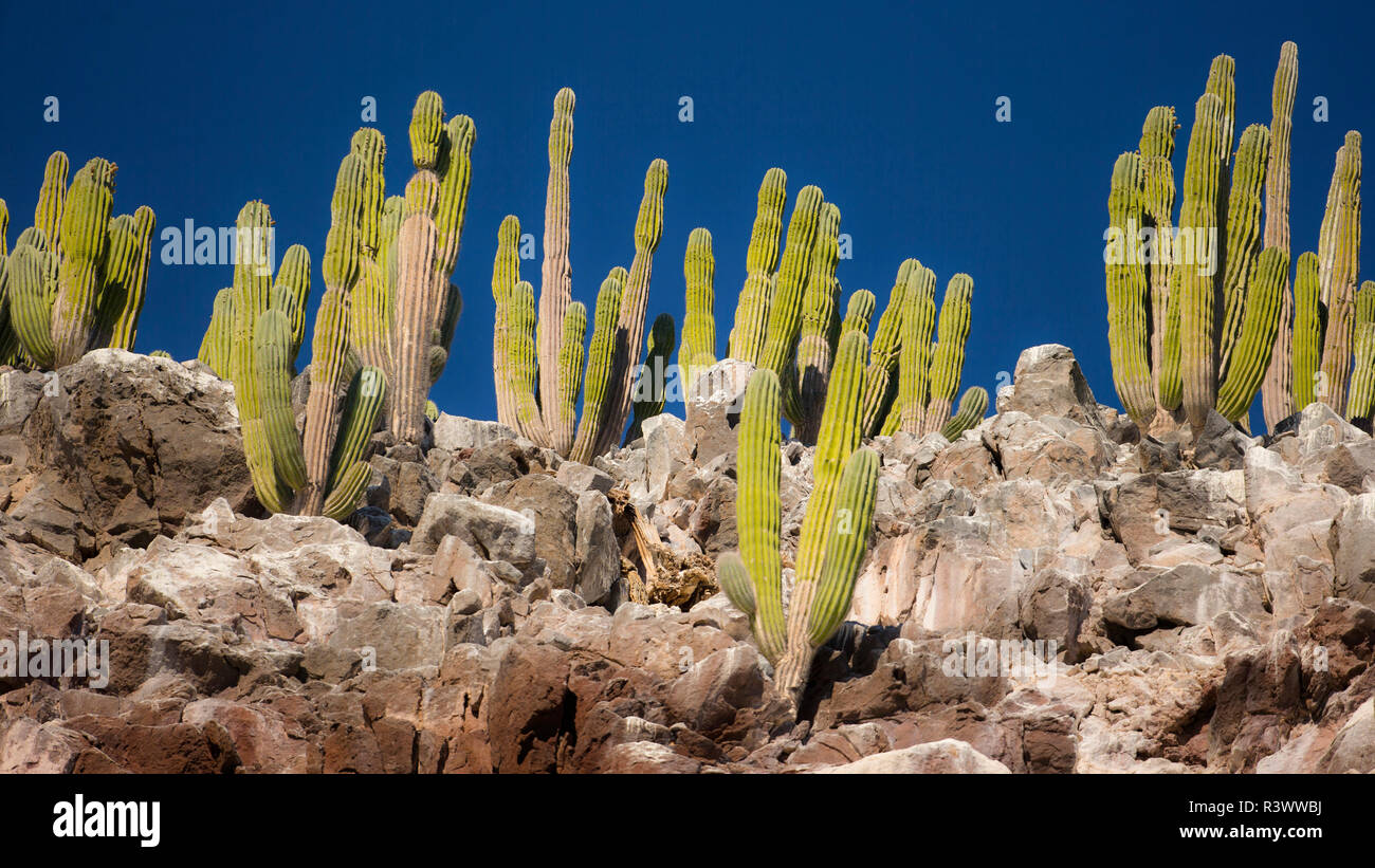 Baja, Isla Santa Catalina, Gulf of California, Mexico. Cardon Cacti on ...