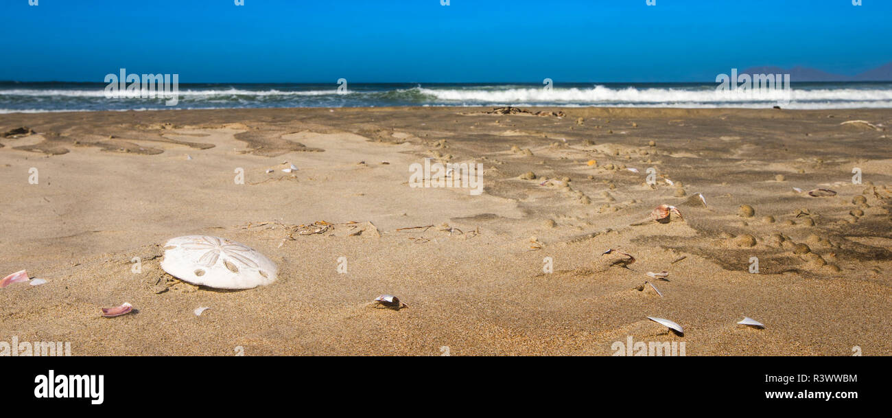 Sand Dollar Beach, Magdalena Island, Baja, Mexico. Single sand dollar ...