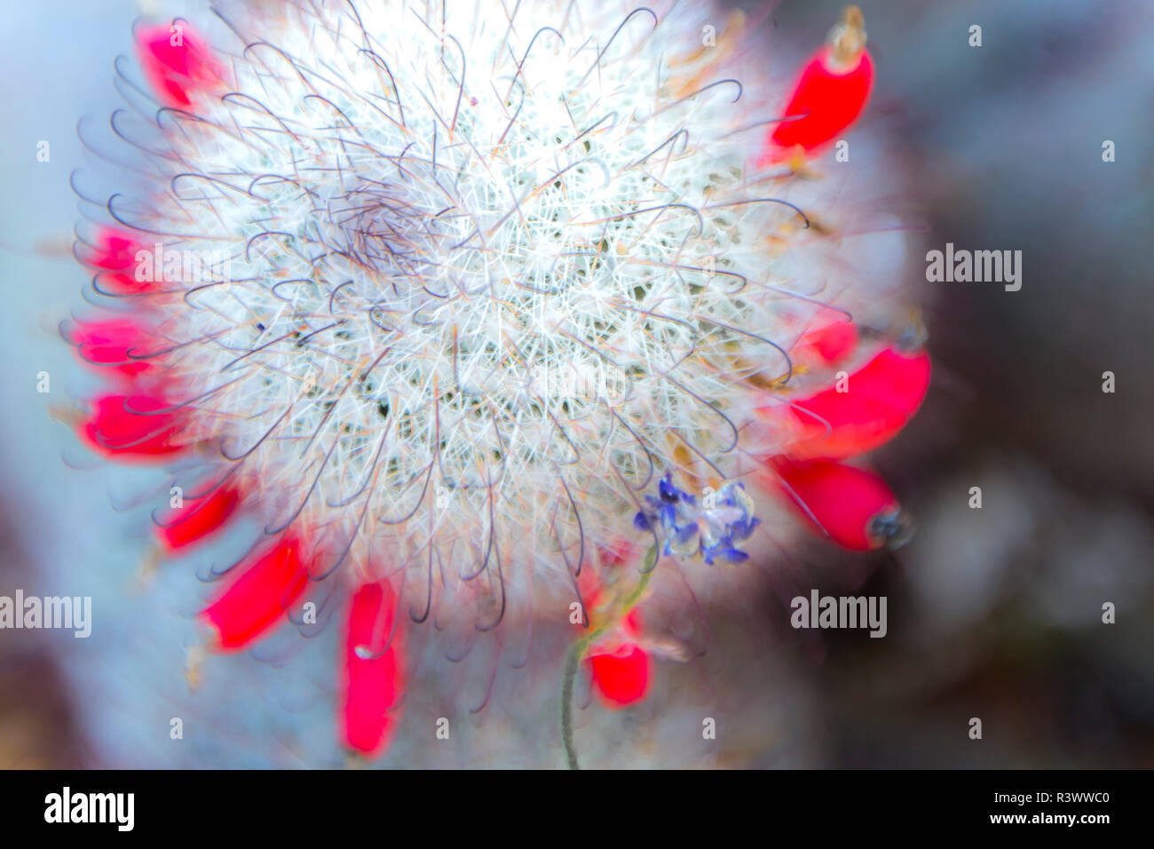 Isla San Esteban, Baja, Gulf of California, Mexico. Close-up of a young ...