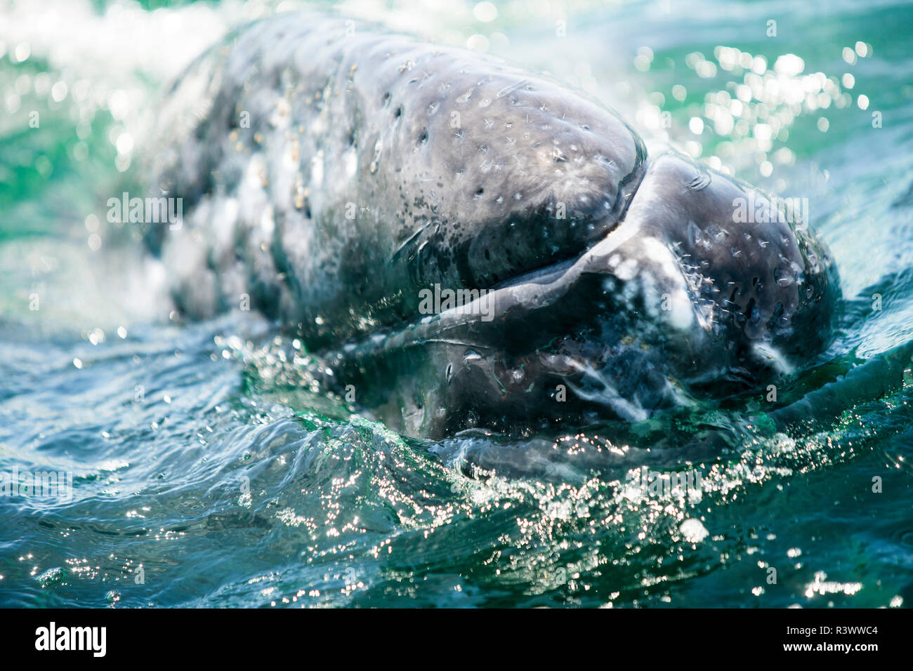 Blue whale rostrum hi-res stock photography and images - Alamy