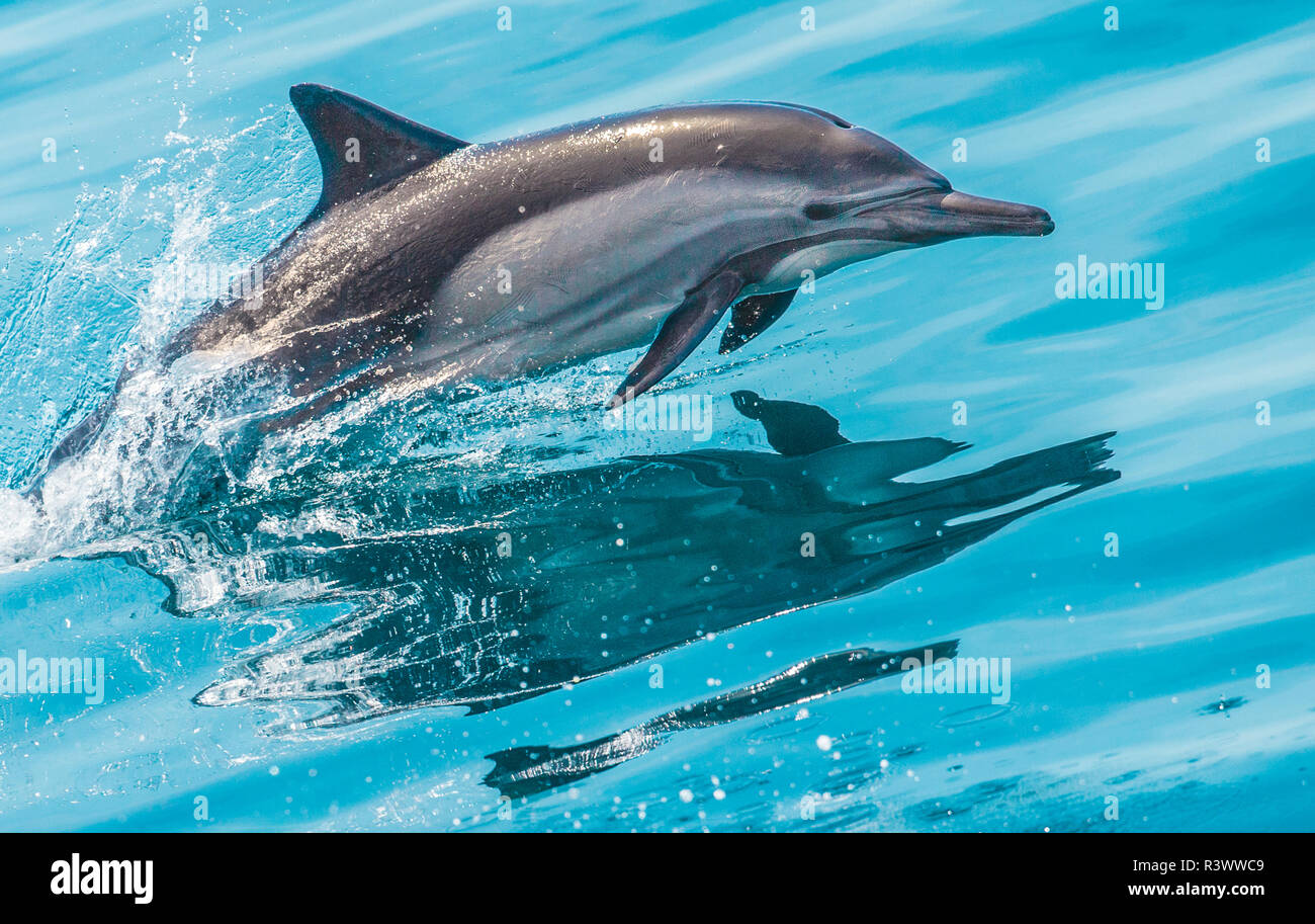 Common Muir High Resolution Stock Photography and Images - Alamy