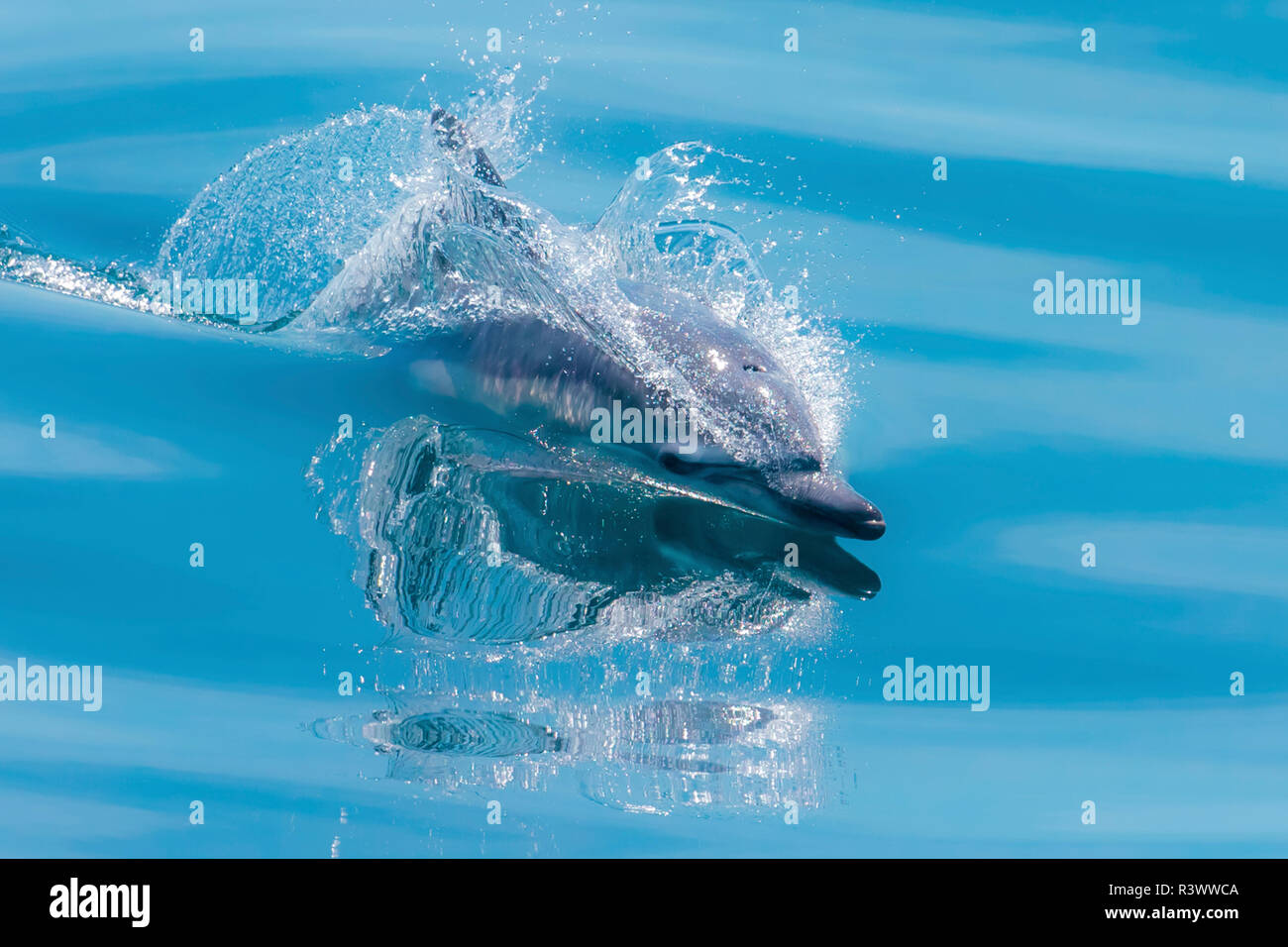 Baja, Sea of Cortez, Gulf of California, Mexico. Long-beaked common ...