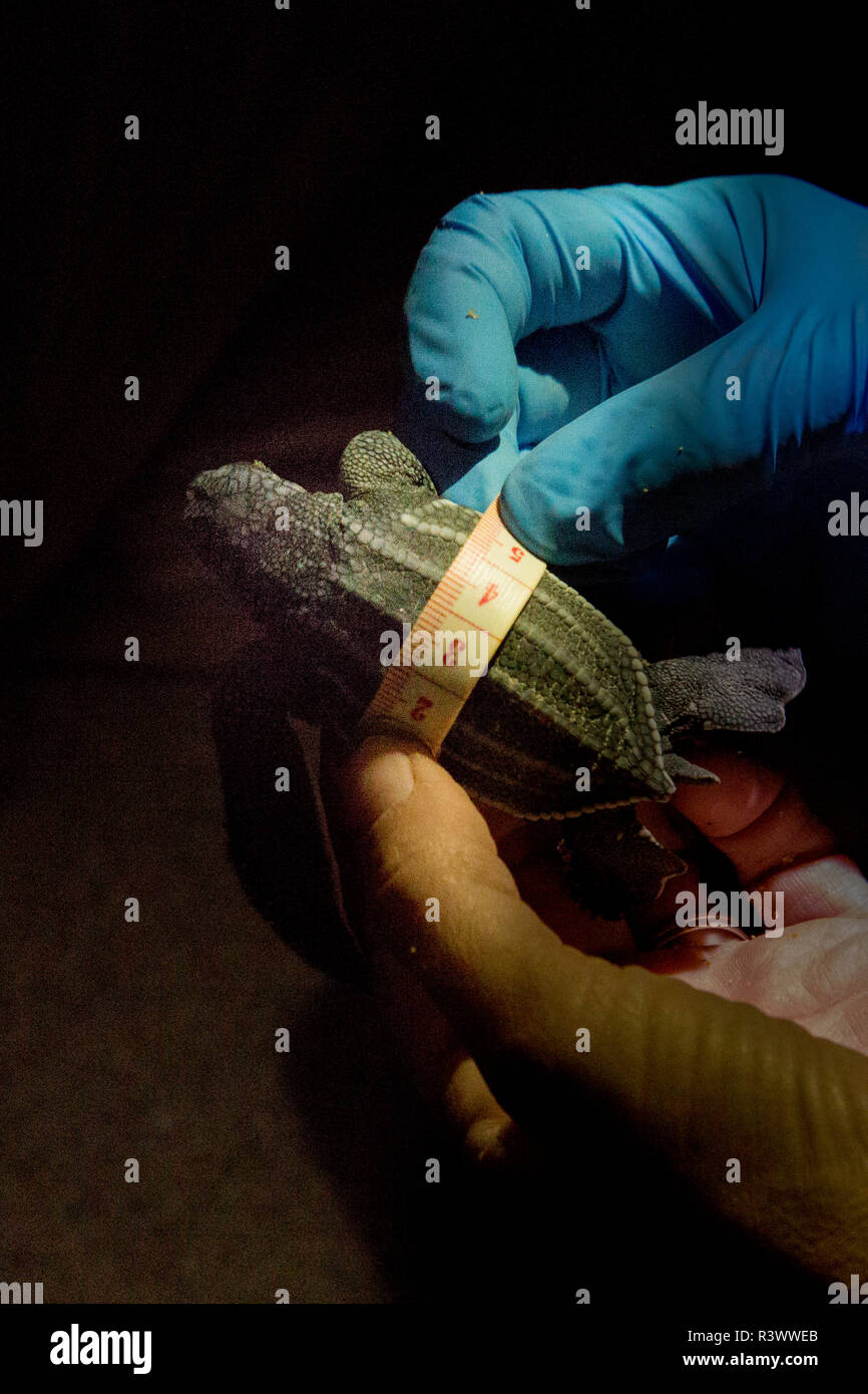 Measuring sea turtle hi-res stock photography and images - Alamy