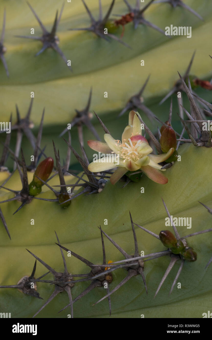 Blossom on Candelabra Cactus (Myrtillocactus cochal) in Baja California ...