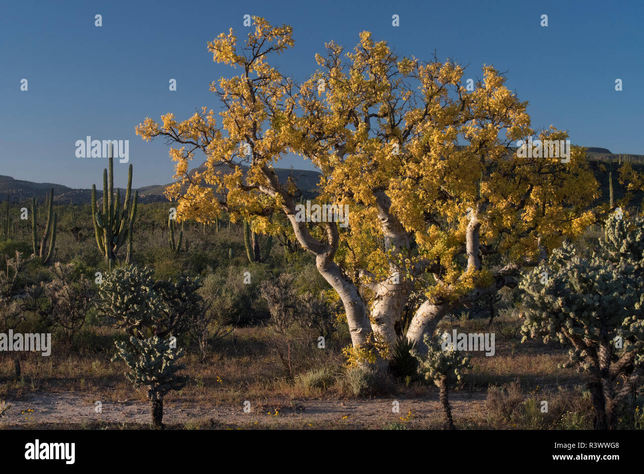 Baja California, Mexico. Yellow leaves on an Elephant tree (Pachycormus ...