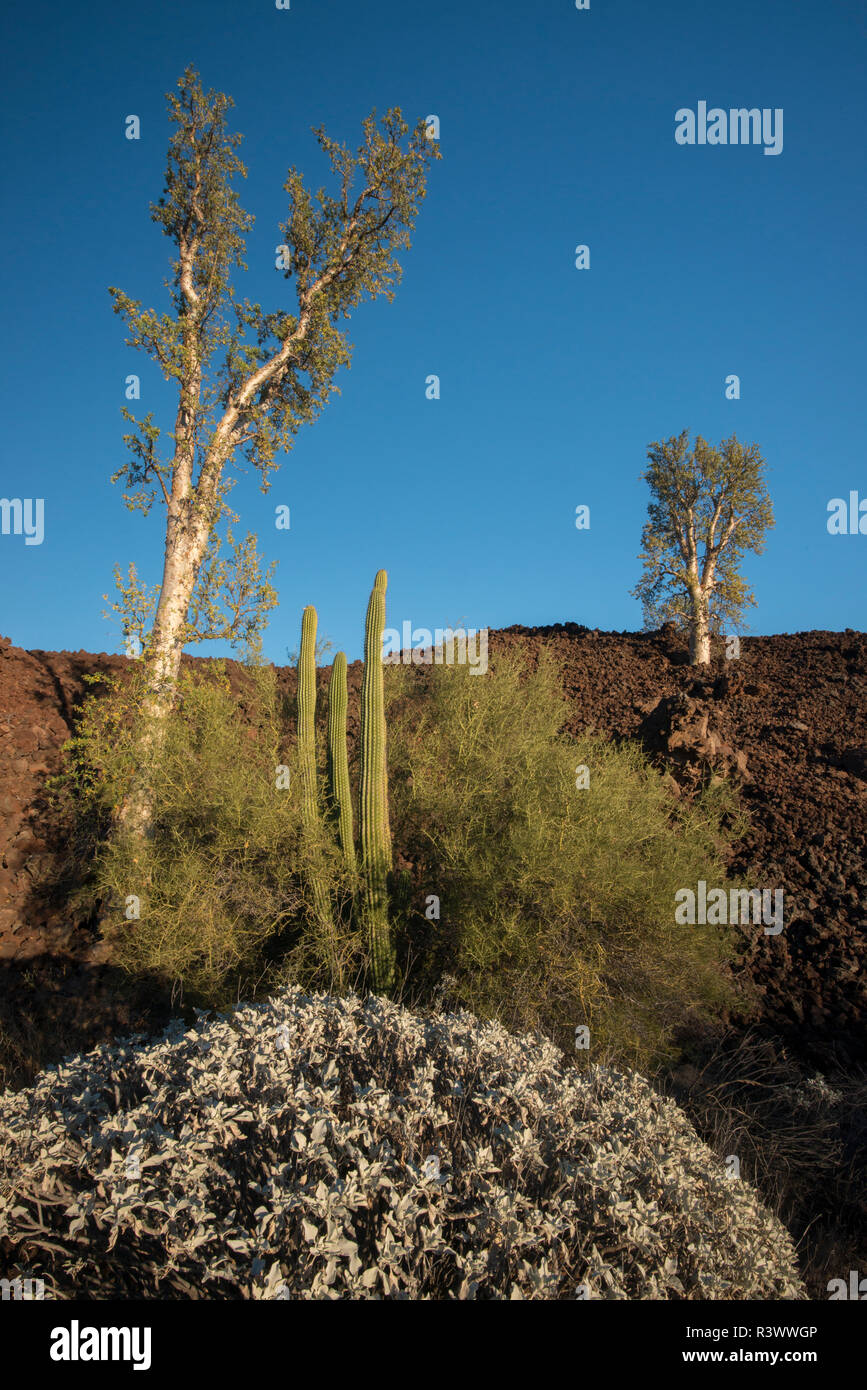 Baja California, Mexico. Elephant trees (Pachycormus discolor), cactus ...
