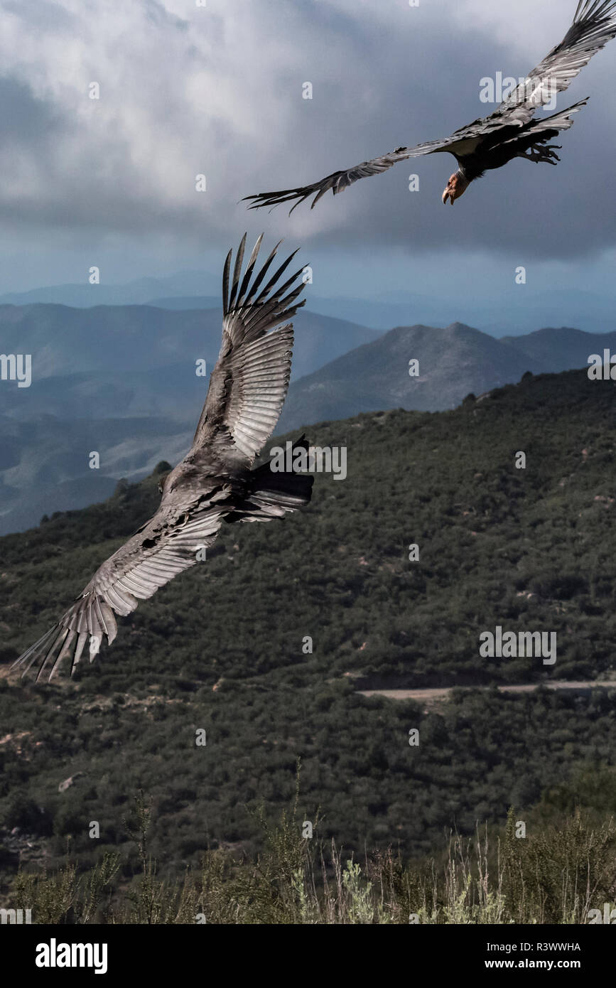 California condor flying hi-res stock photography and images - Alamy