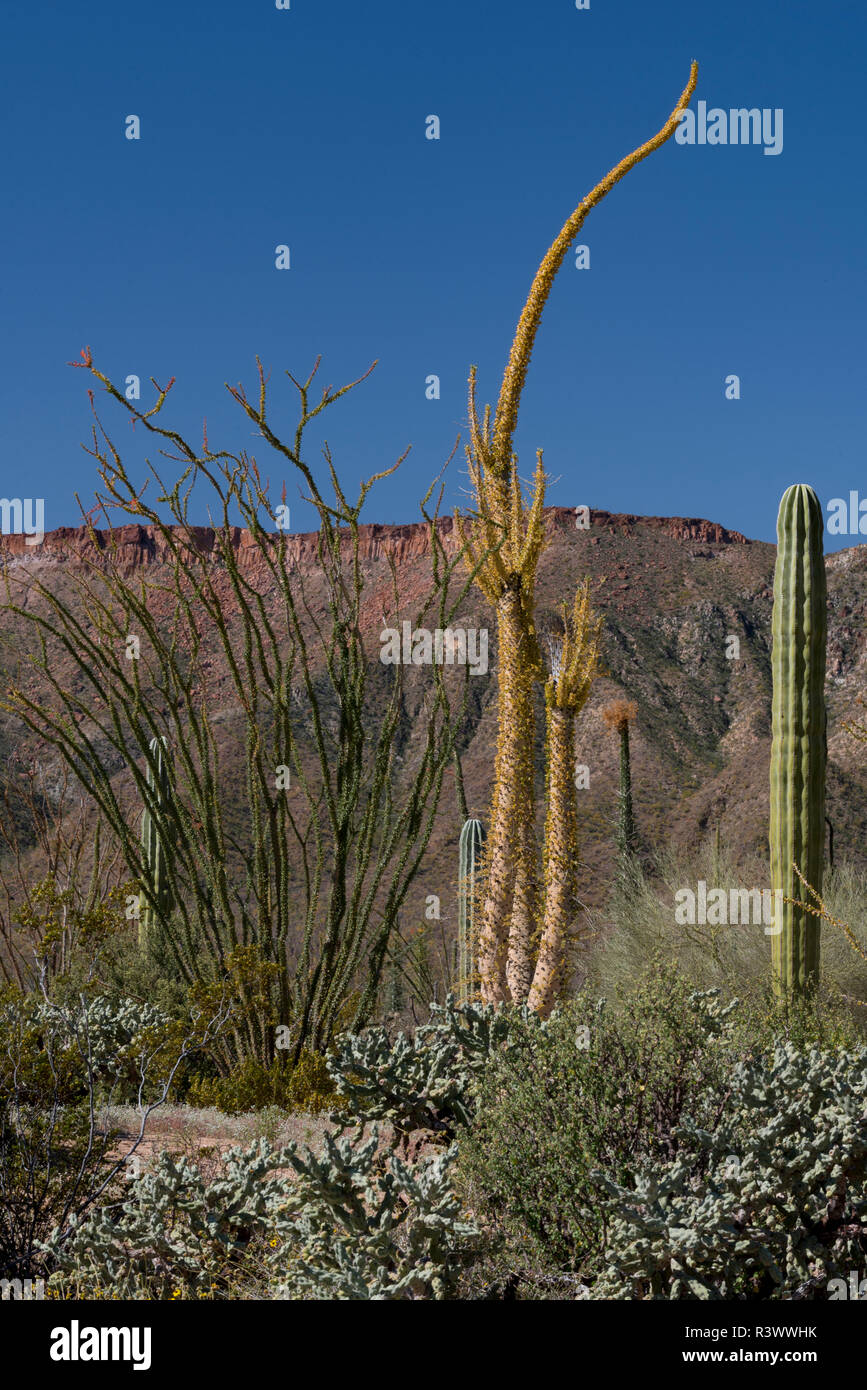 Baja California, Mexico. Boojum Tree and Ocotillo with other cactus and ...
