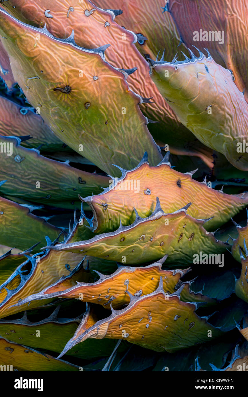 Baja California, Mexico. Colorful Agave leaves and spines Stock Photo ...