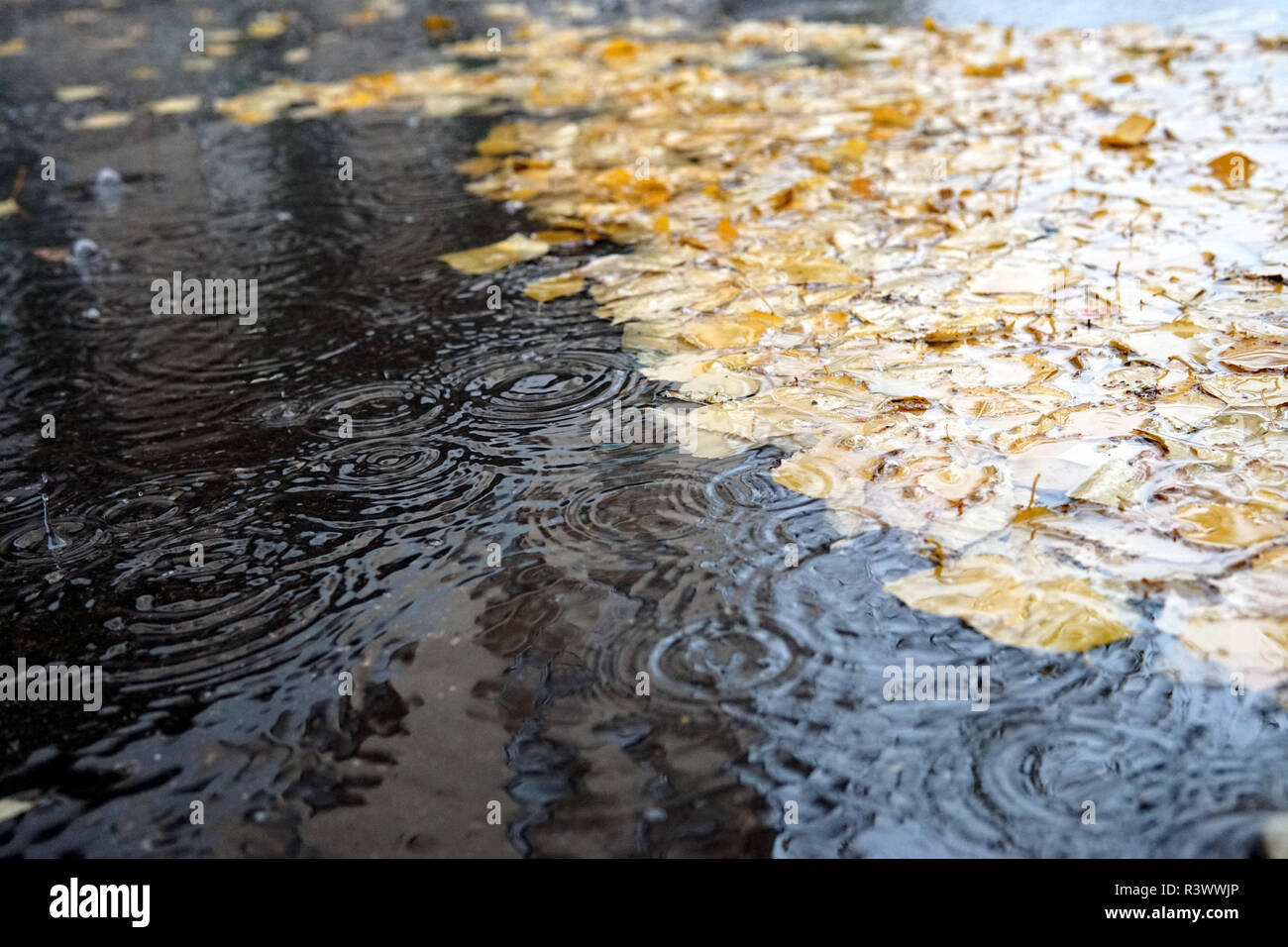 Autumn leaves and reflections in puddle on the city street on rainy day ...