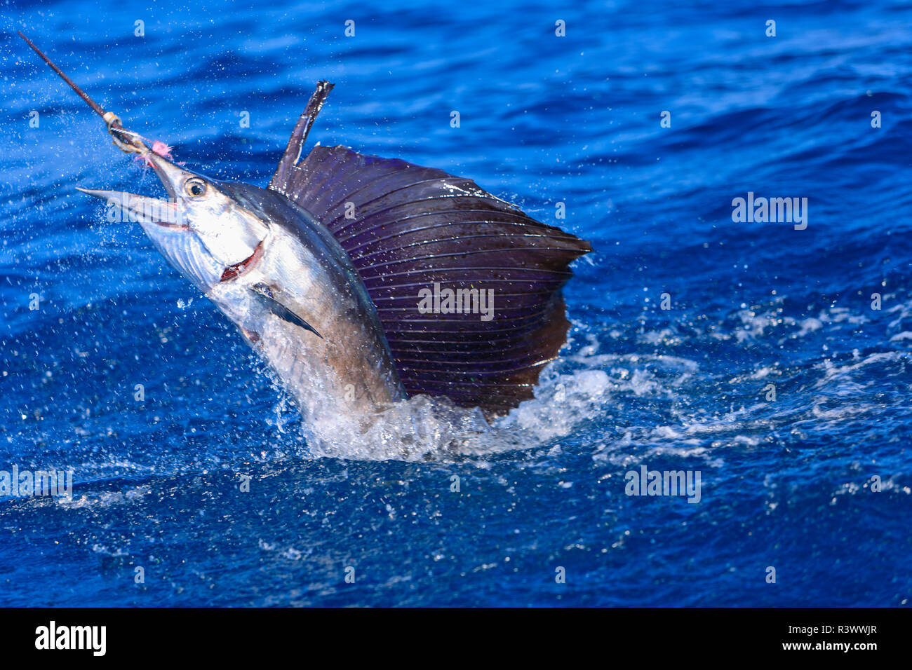 Hooked Sailfish (Istiophorus albicans), Isla Mujeres, near Cancun ...