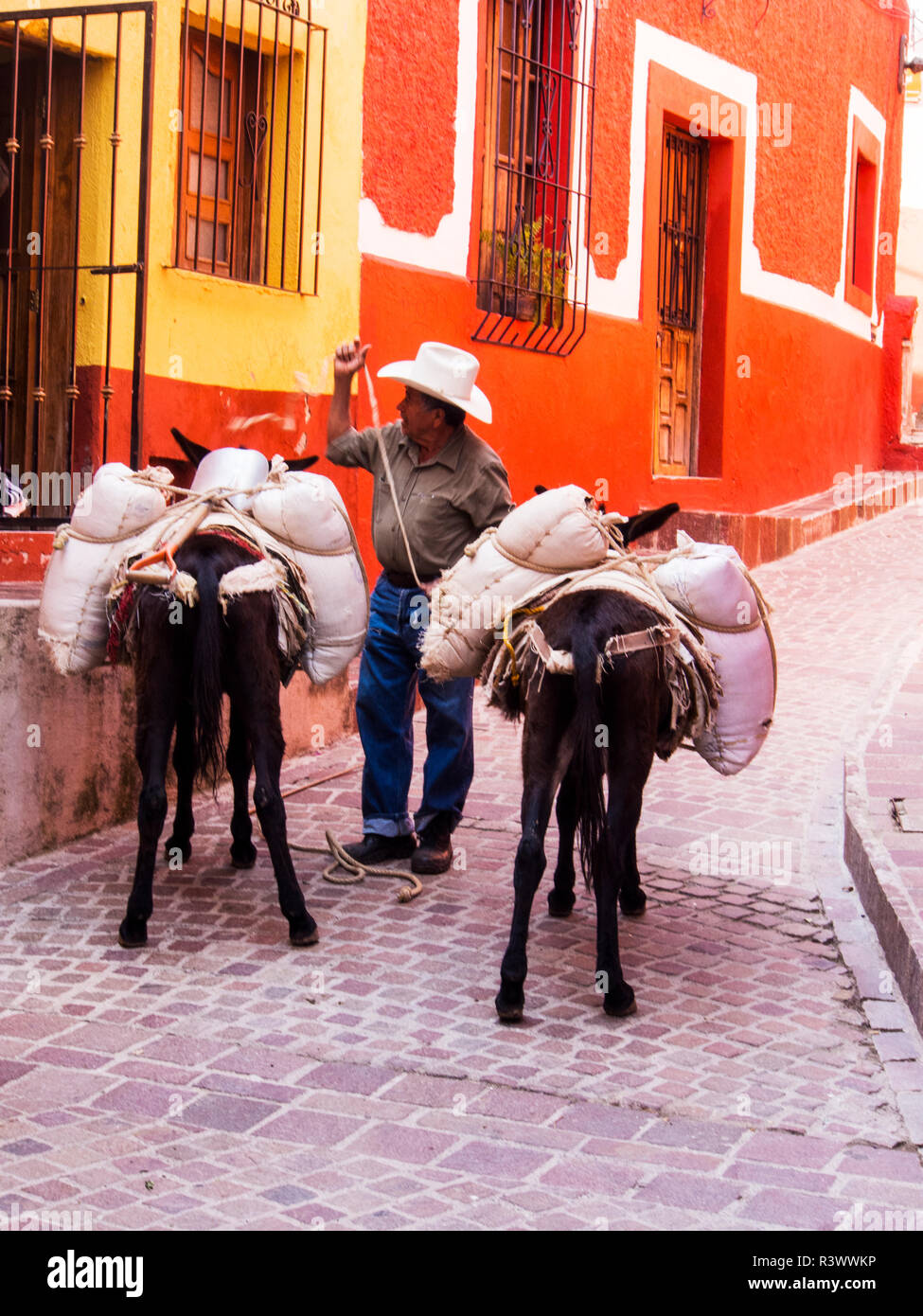 Gold donkeys hi-res stock photography and images - Alamy